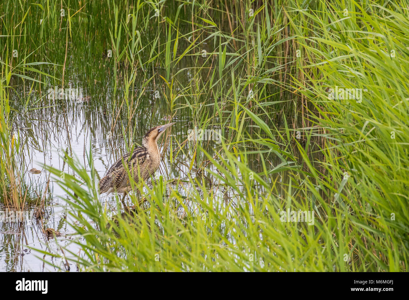 Bittern ( botaurus stellaris ) in reeds fishing. RSPB Minsmere Stock ...