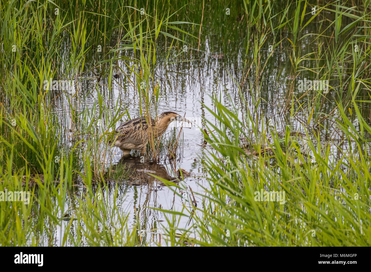 Bittern ( botaurus stellaris ) in reeds fishing. RSPB Minsmere Stock ...