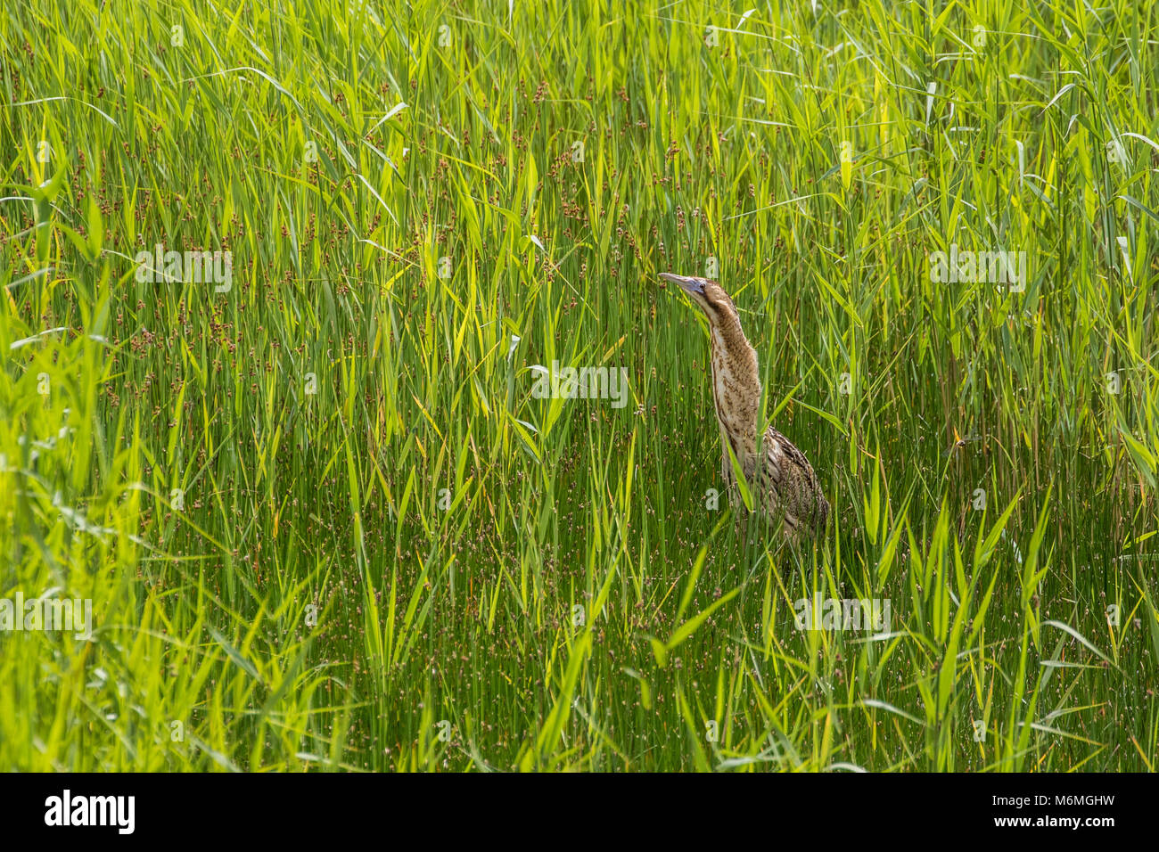 Hiding and fishing hi-res stock photography and images - Alamy