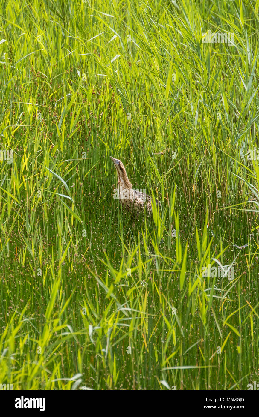 Hiding and fishing hi-res stock photography and images - Alamy