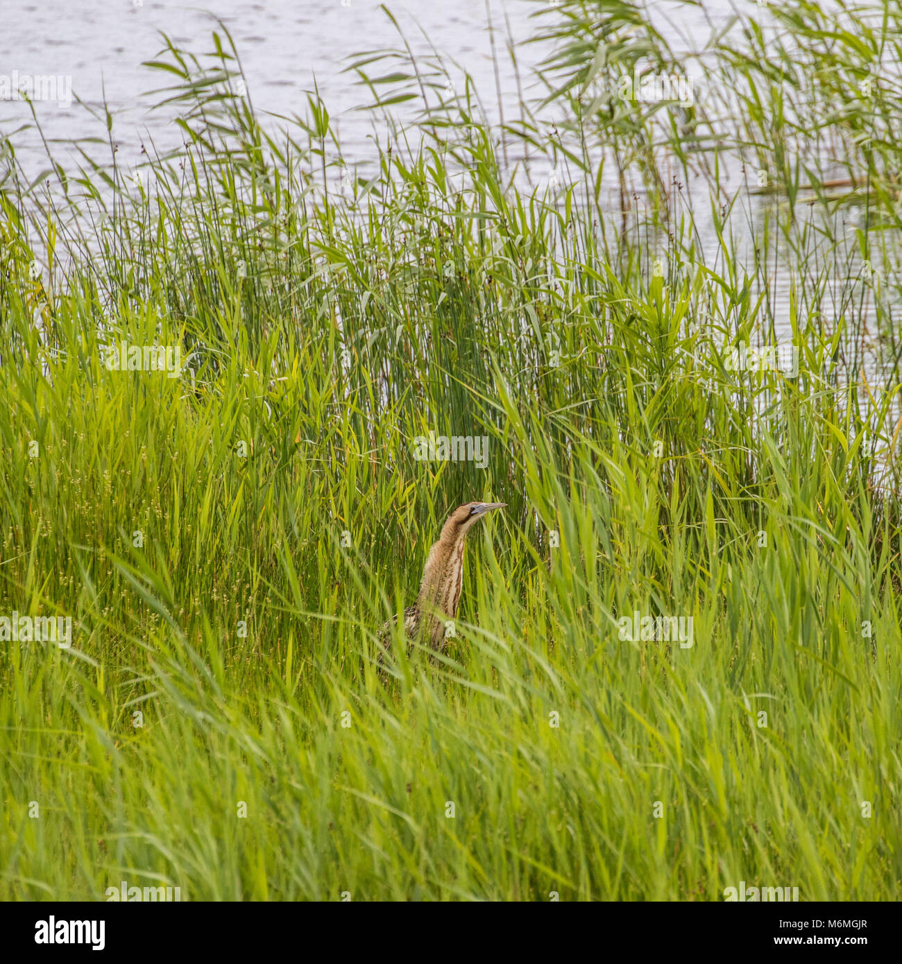 Bittern botaurus stellaris uk summer hi-res stock photography and ...
