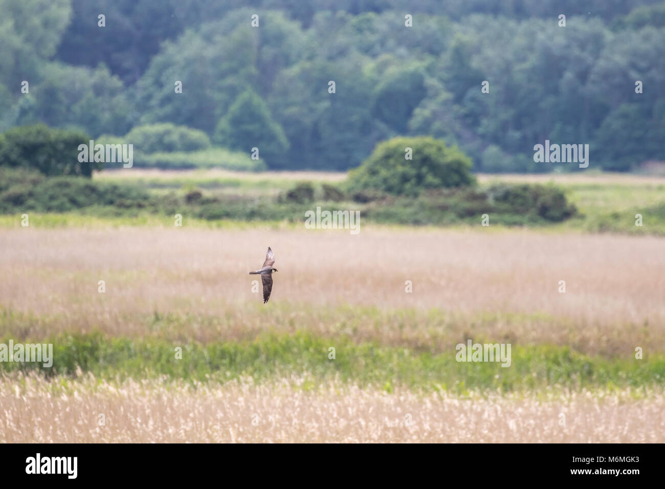 Hobby flying hi-res stock photography and images - Alamy