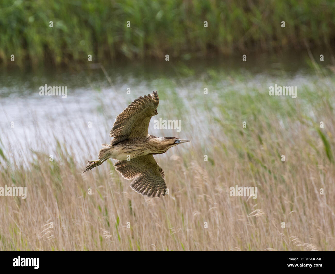 Flying Bittern Uk High Resolution Stock Photography and Images - Alamy