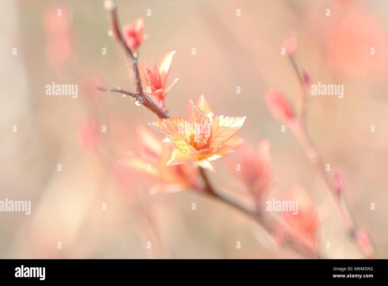 Young red leaves on branches in spring Stock Photo - Alamy