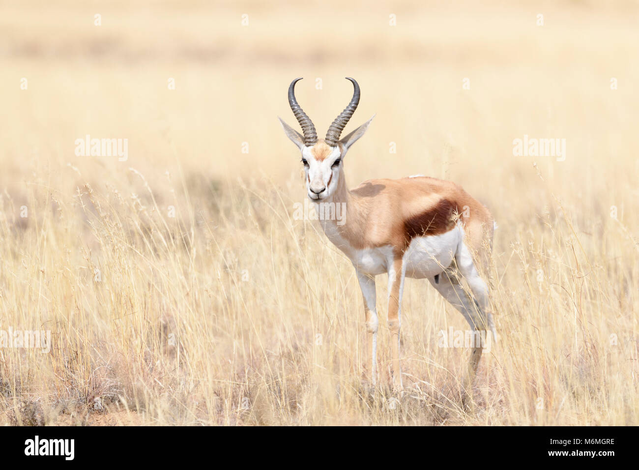Springbok (Antidorcas marsupialis) standing in grassland, Mountain ...