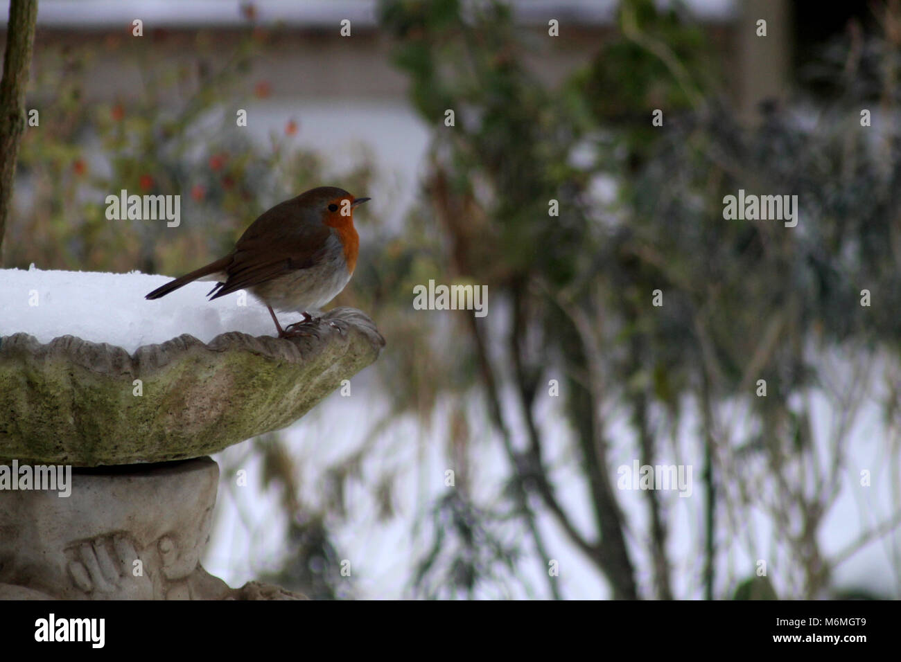 English robin hi-res stock photography and images - Alamy