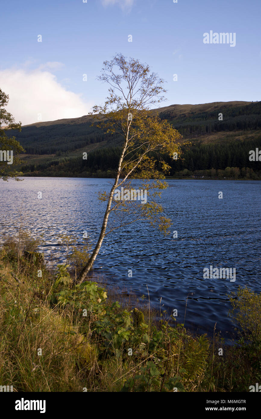 Lone tree on the shore of Loch Lubniag, Loch Lomond and the Trossachs ...