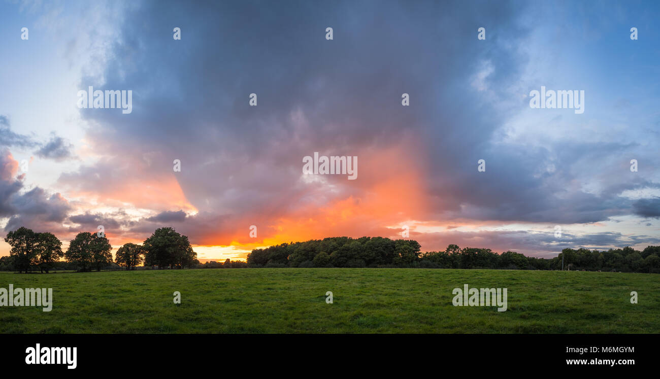 Crawley golden tree hi-res stock photography and images - Alamy