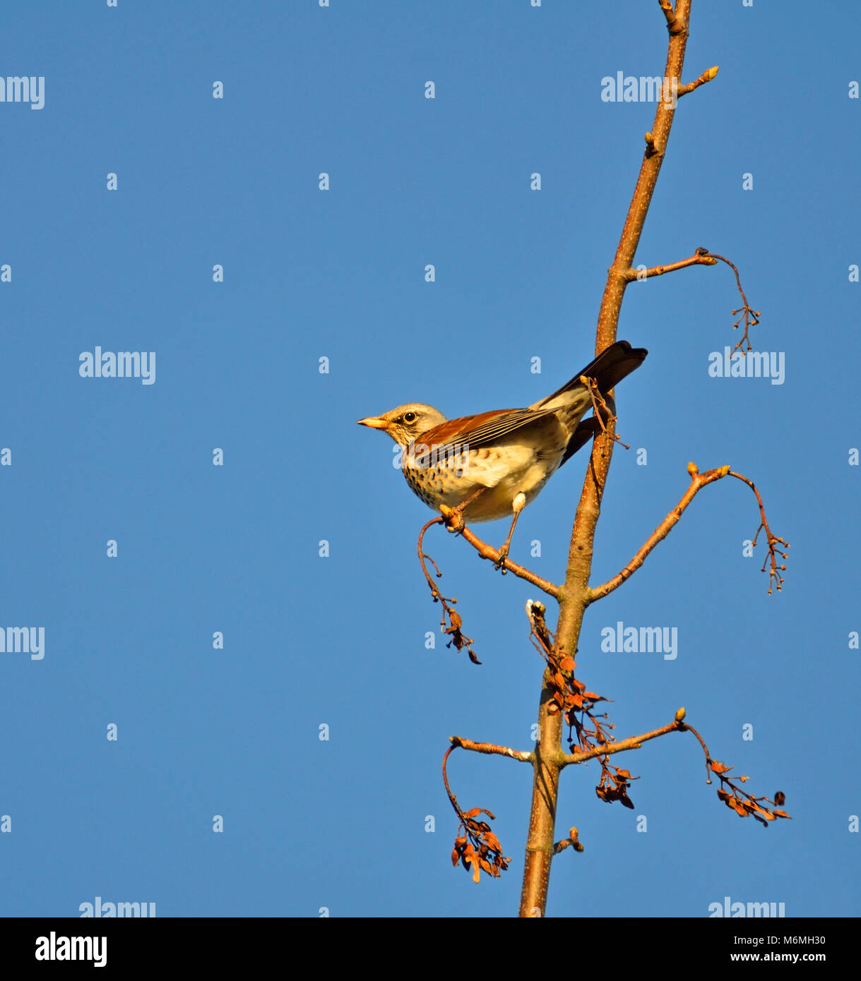 Fieldfare with copyspace hi-res stock photography and images - Alamy
