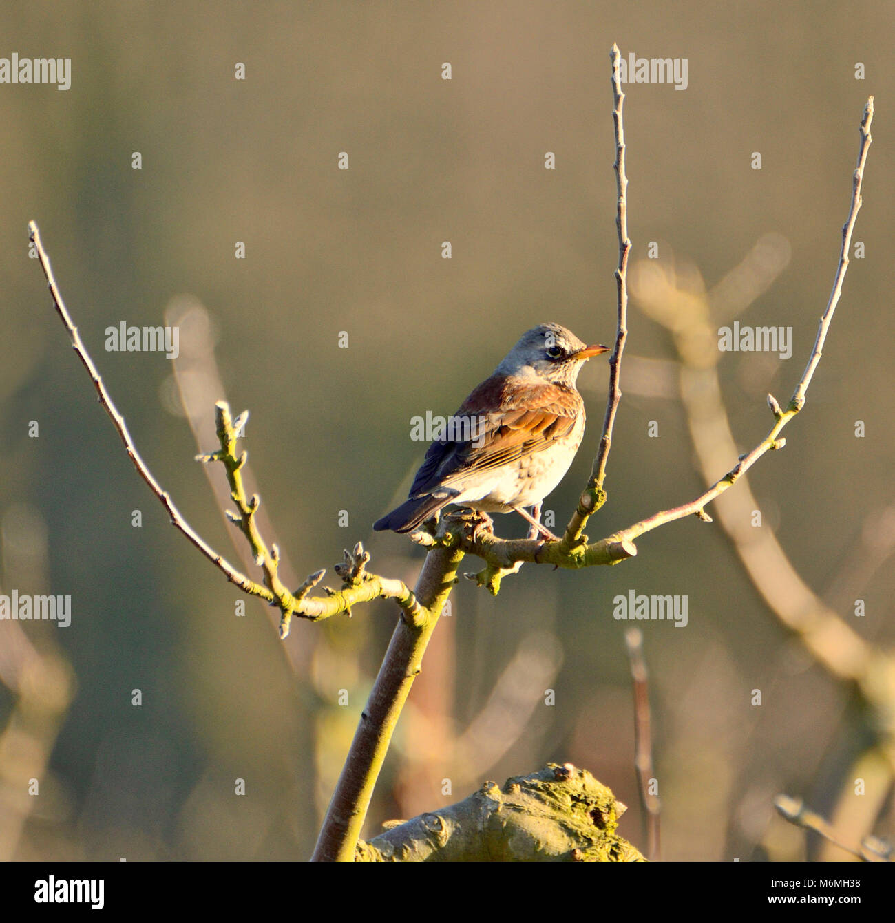 Fieldfare with copyspace hi-res stock photography and images - Alamy
