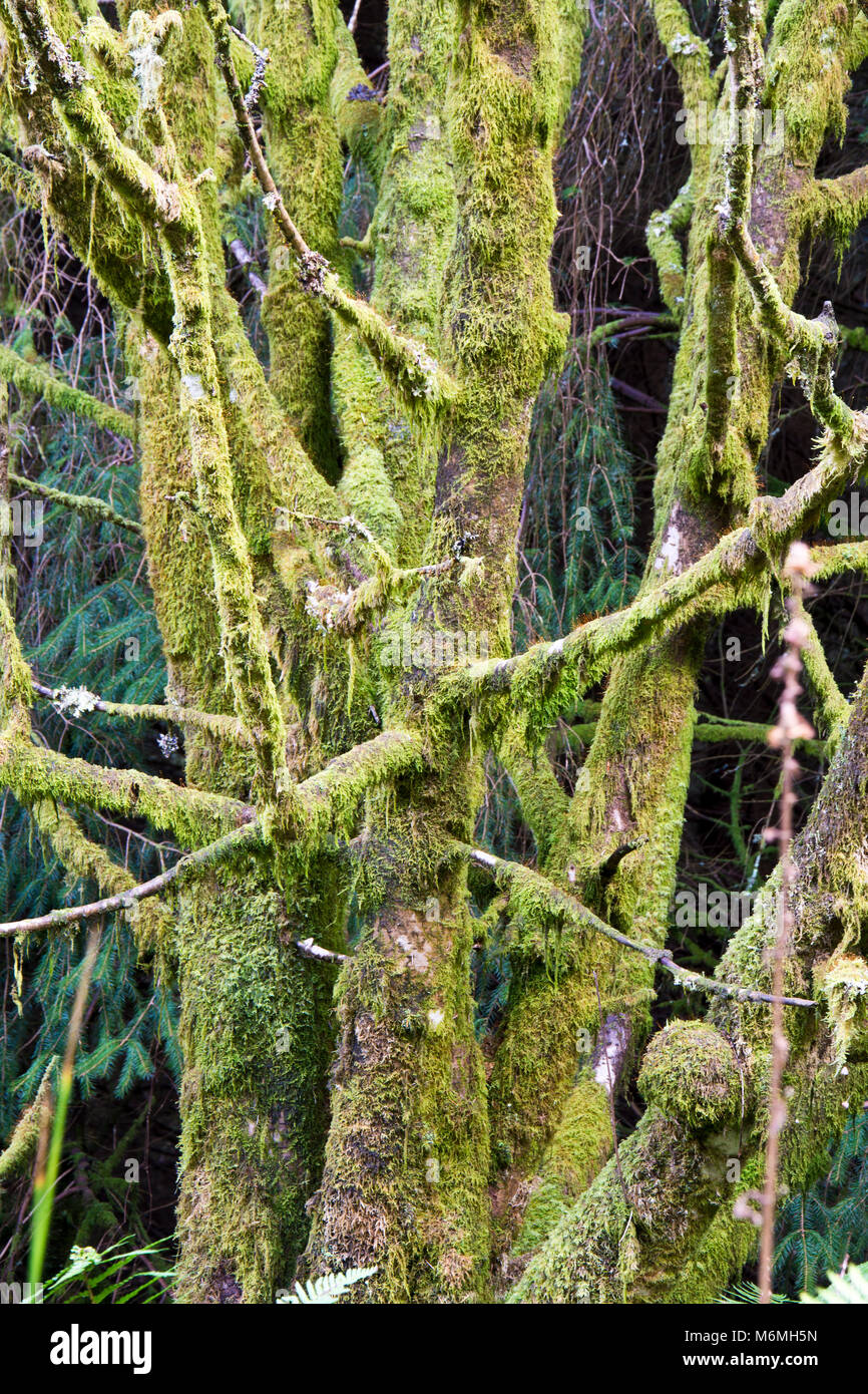Moss covered tree branches Stock Photo - Alamy