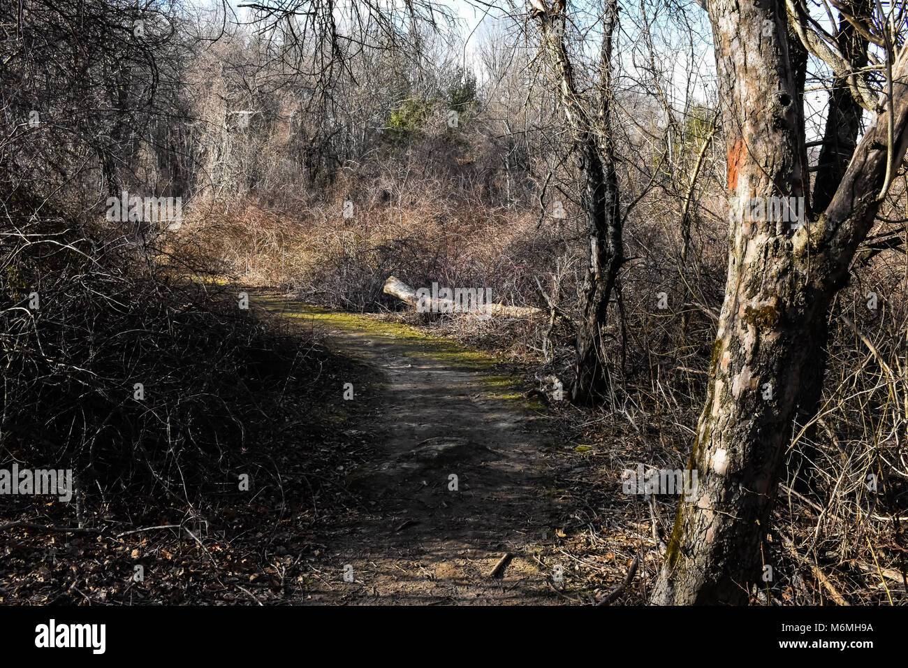 The Great Hill Trails in Bridgewater, Massachusetts Stock Photo - Alamy