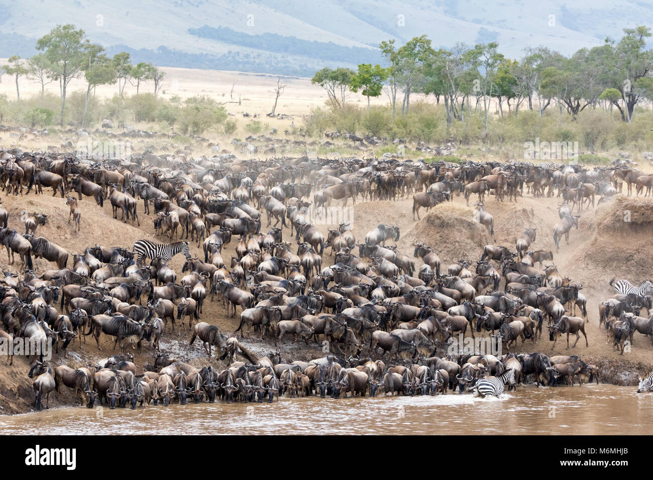 Zebra mingle with thousands of wildebeest on the banks of the Mara ...