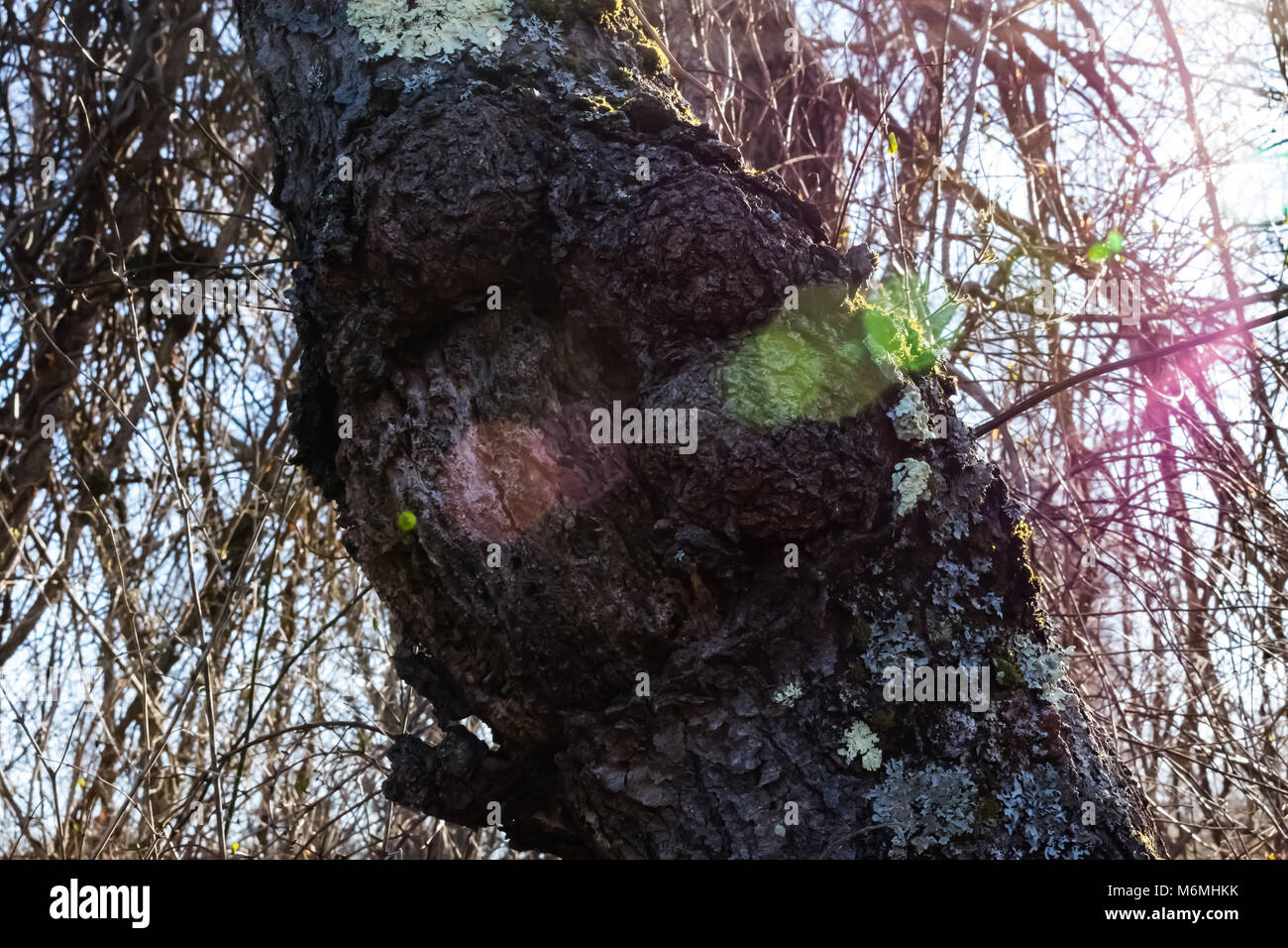 The Great Hill Trails in Bridgewater, Massachusetts Stock Photo - Alamy