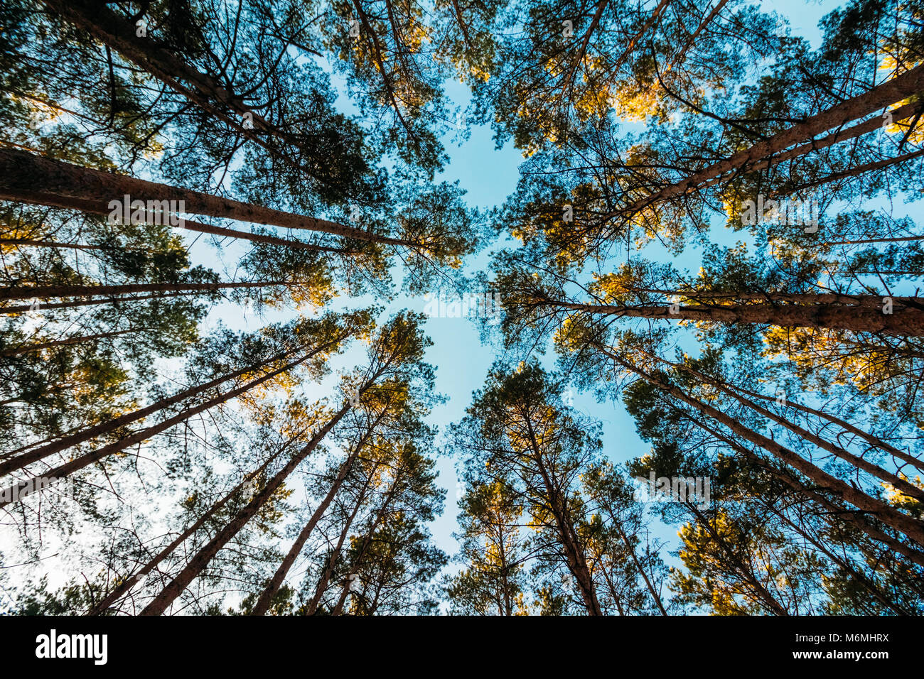 Tall straight pine tree crown hi-res stock photography and images - Alamy