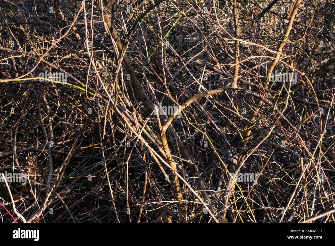 The Great Hill Trails in Bridgewater, Massachusetts Stock Photo - Alamy