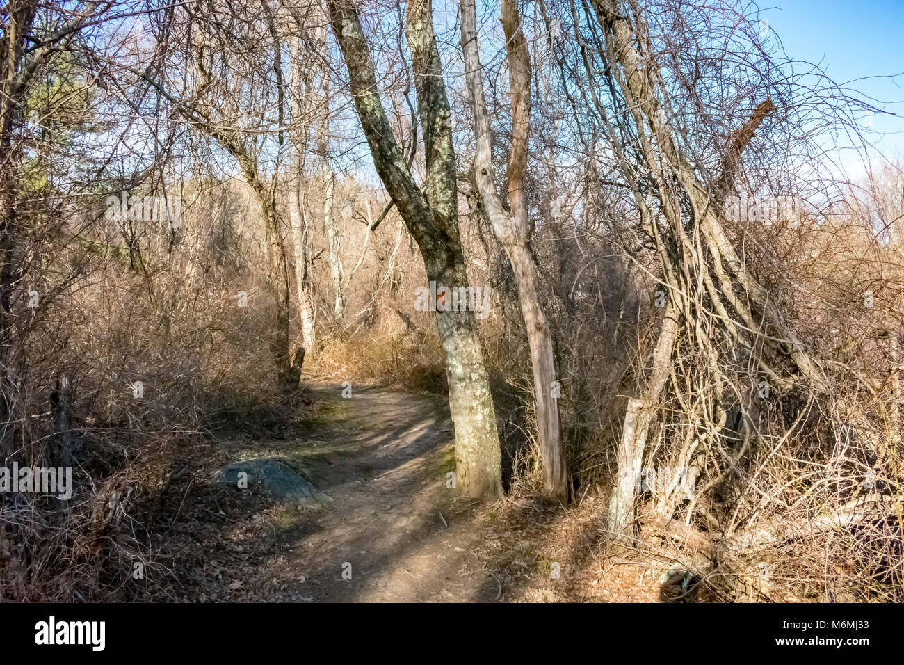 The Great Hill Trails in Bridgewater, Massachusetts Stock Photo - Alamy