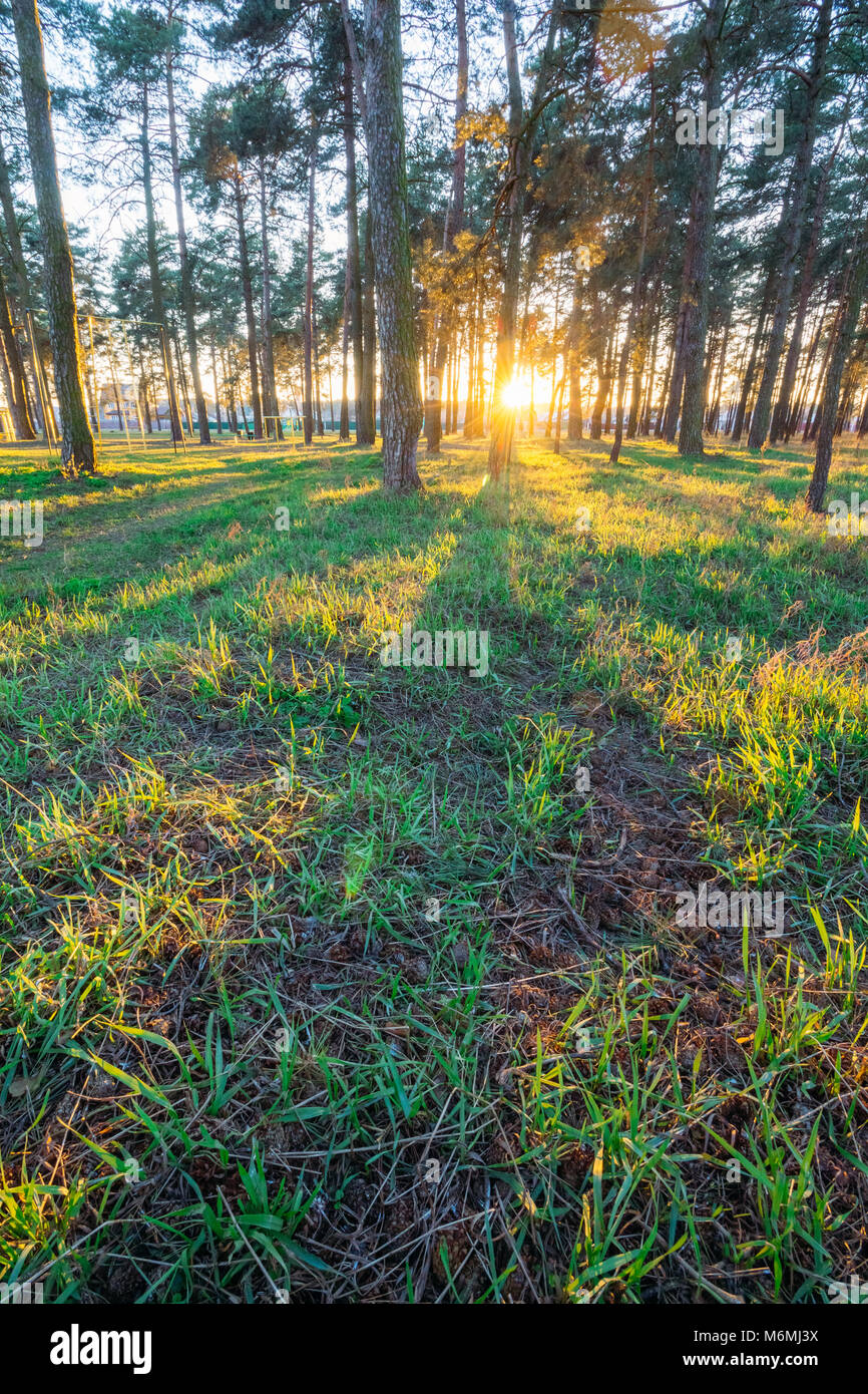 Beautiful spring landscape with pine trees and sunset light Stock Photo ...