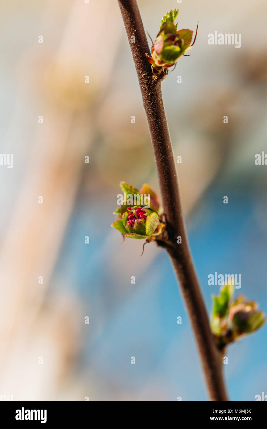 Almond Bud High Resolution Stock Photography and Images - Alamy