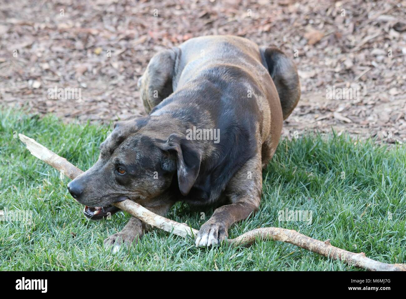 Big stick, even bigger dog. He's a Catahoula, Mastiff, Blue tick hound ...