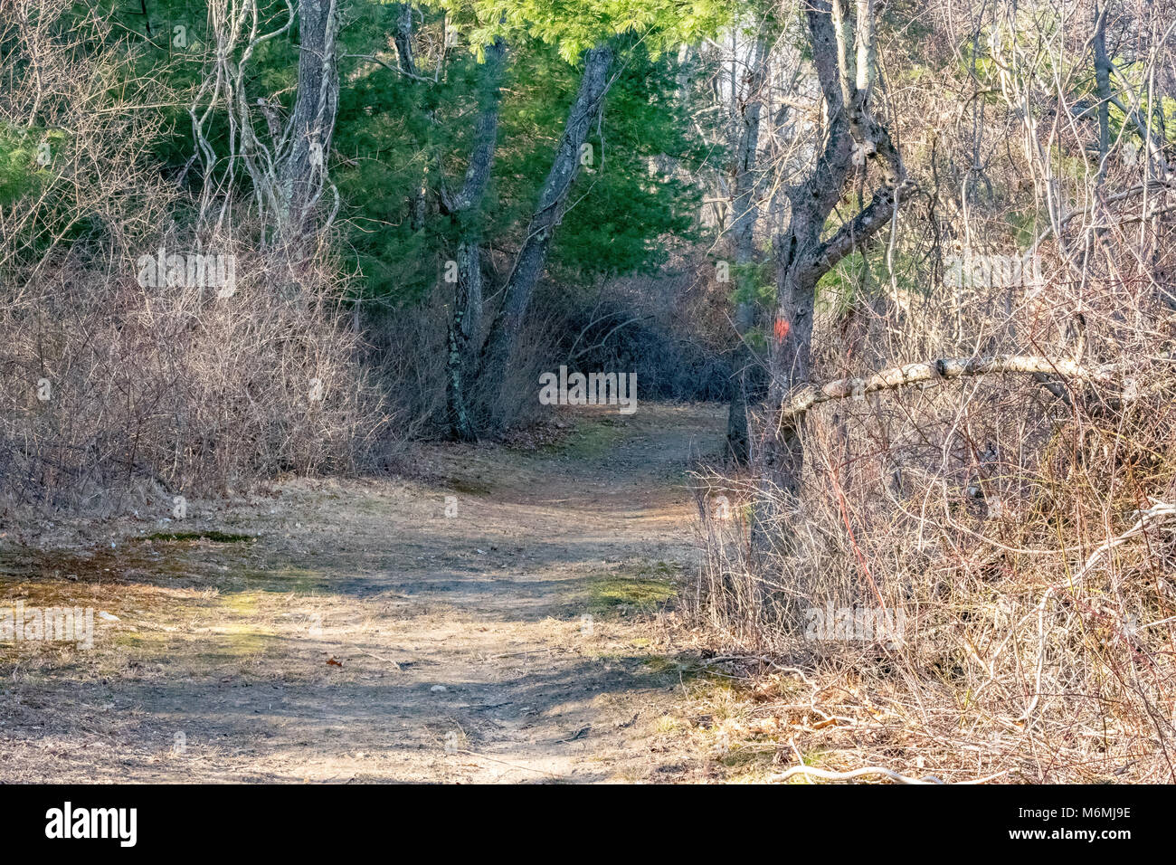 The Great Hill Trails in Bridgewater, Massachusetts Stock Photo - Alamy