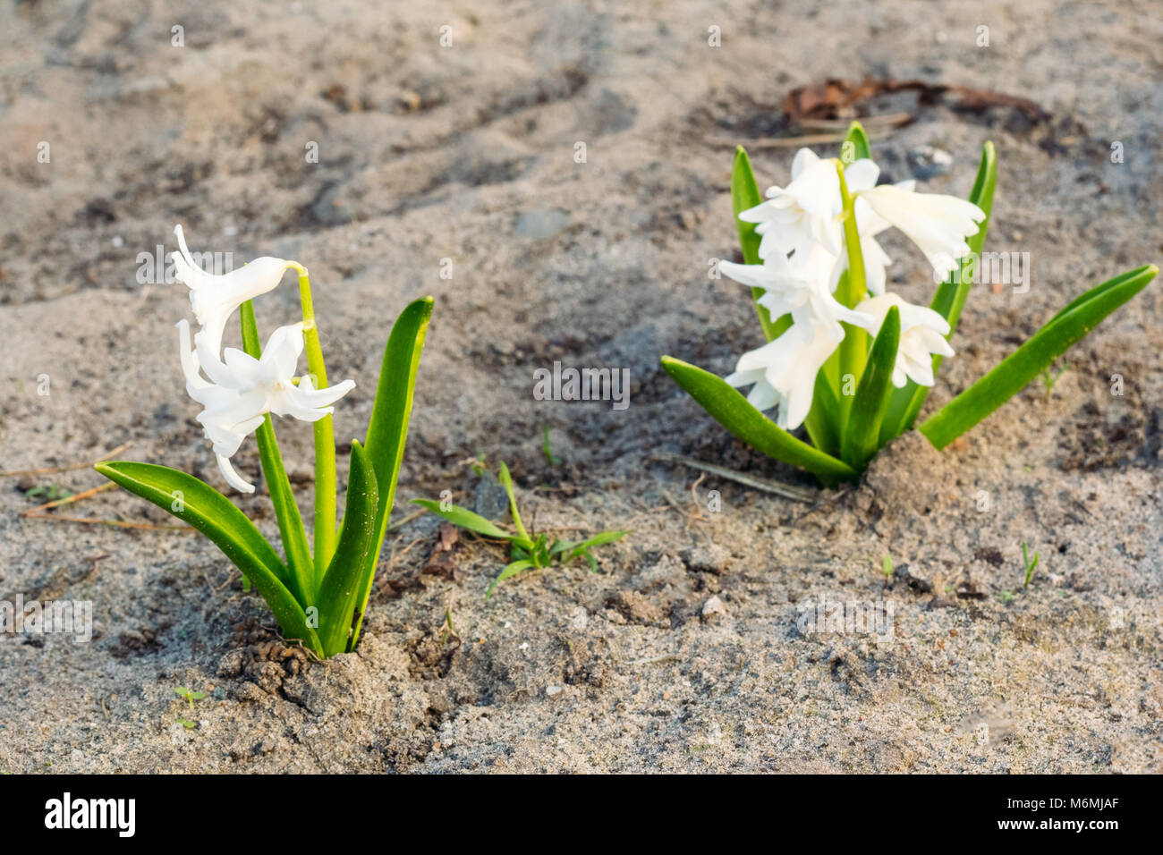 Two early hyacinths of white color in the open ground Stock Photo - Alamy