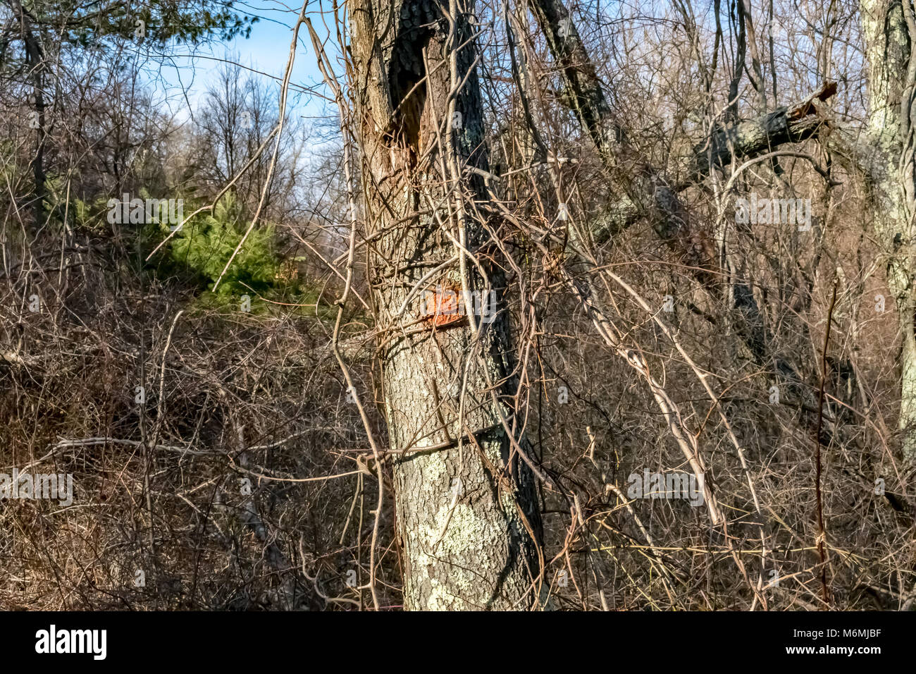 The Great Hill Trails in Bridgewater, Massachusetts Stock Photo - Alamy