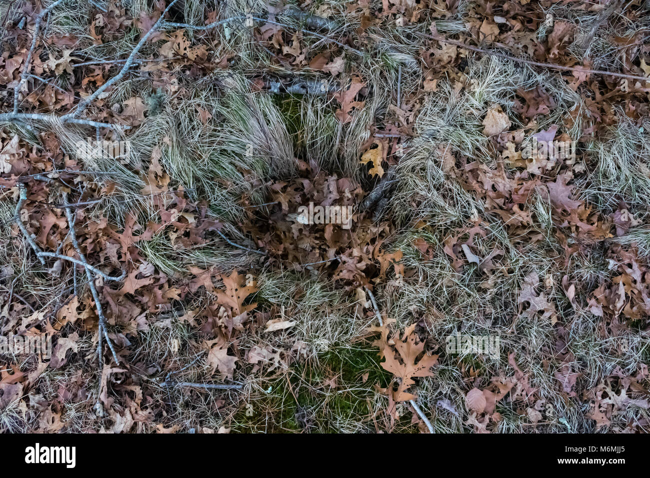 The Great Hill Trails in Bridgewater, Massachusetts Stock Photo - Alamy