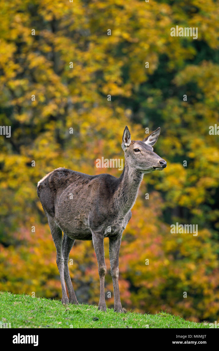 Doe hind hi-res stock photography and images - Alamy
