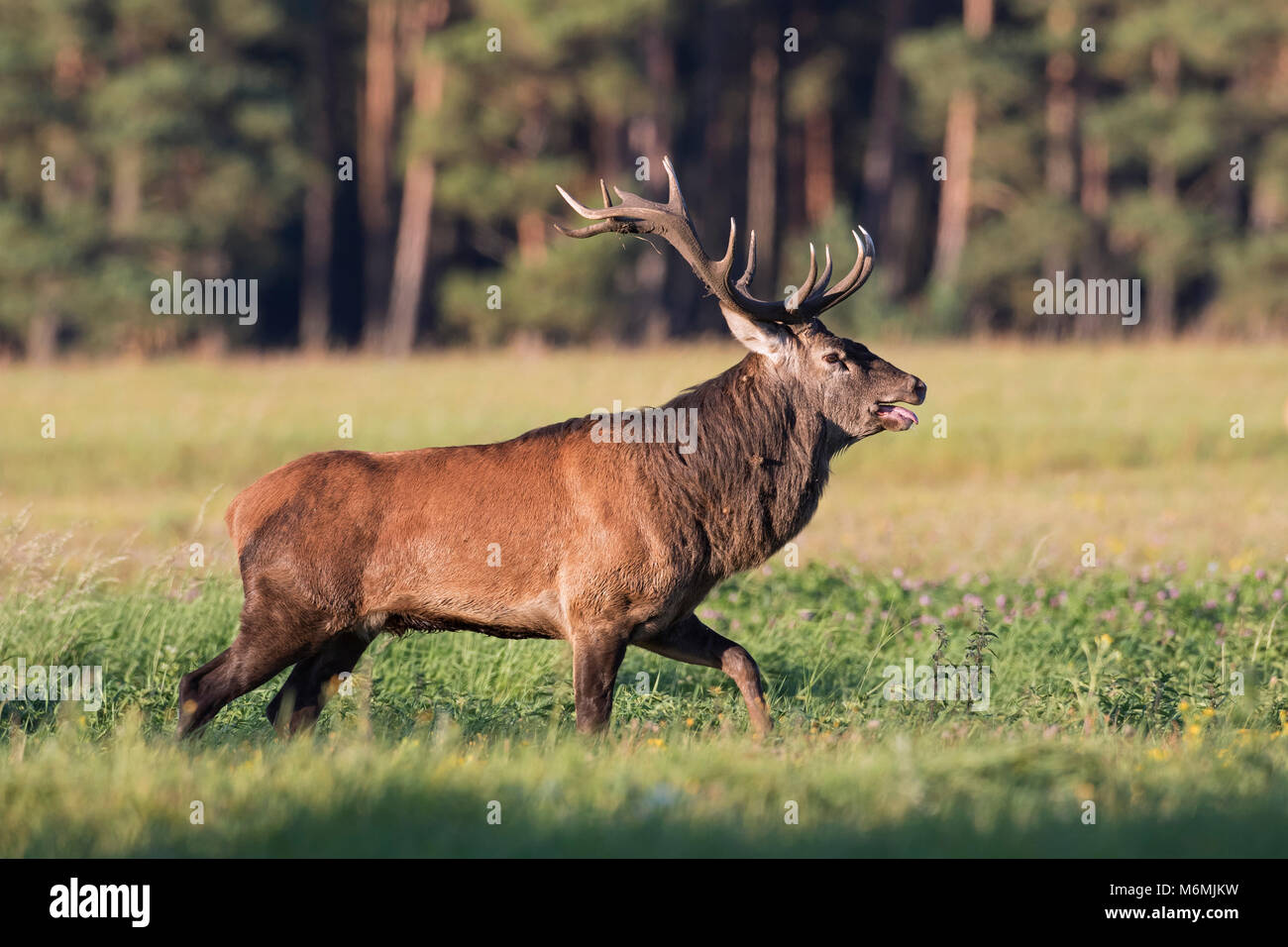 Red deer (Cervus elaphus) stag in field at forest 's edge checking out ...