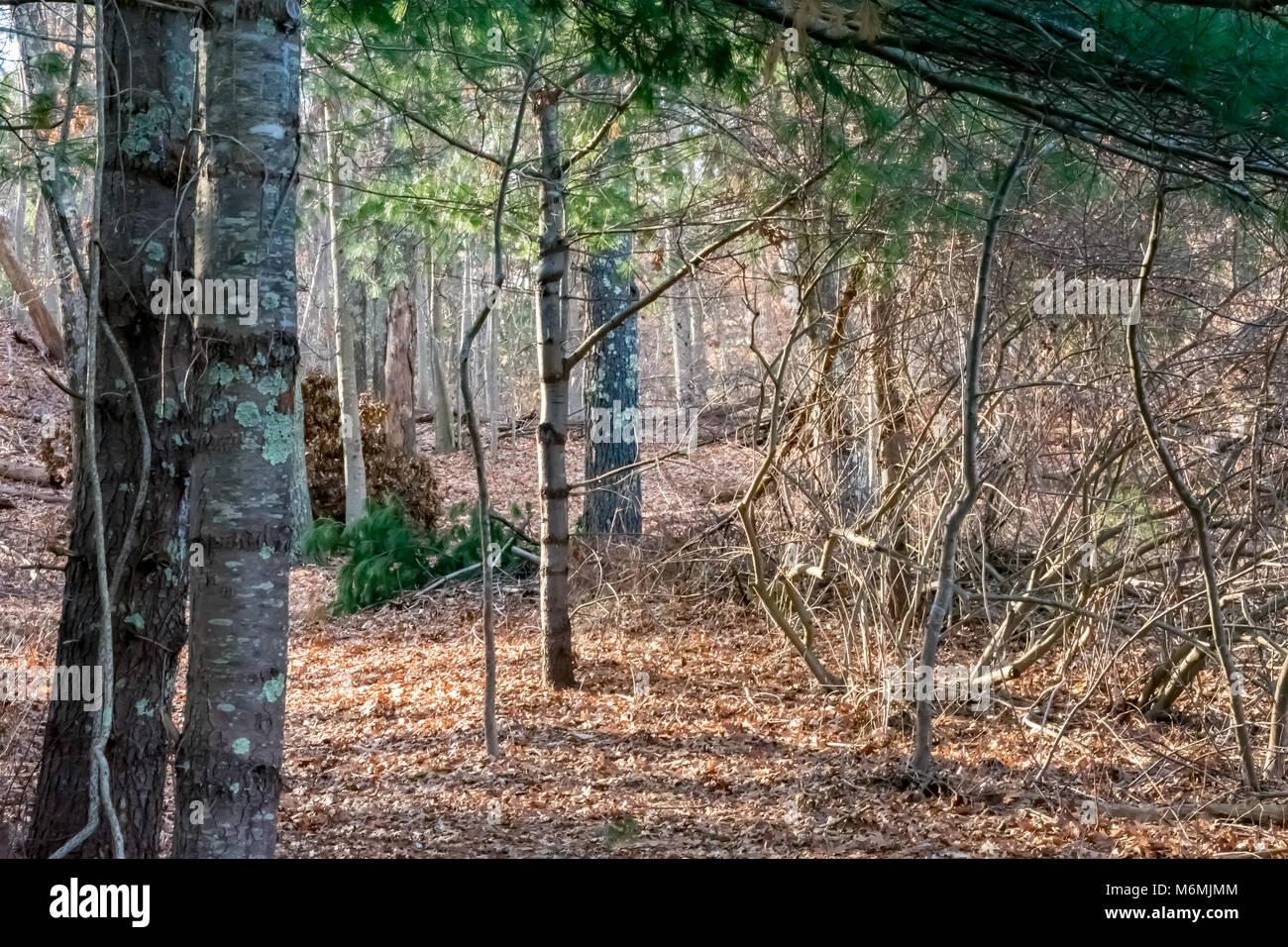 The Great Hill Trails in Bridgewater, Massachusetts Stock Photo - Alamy