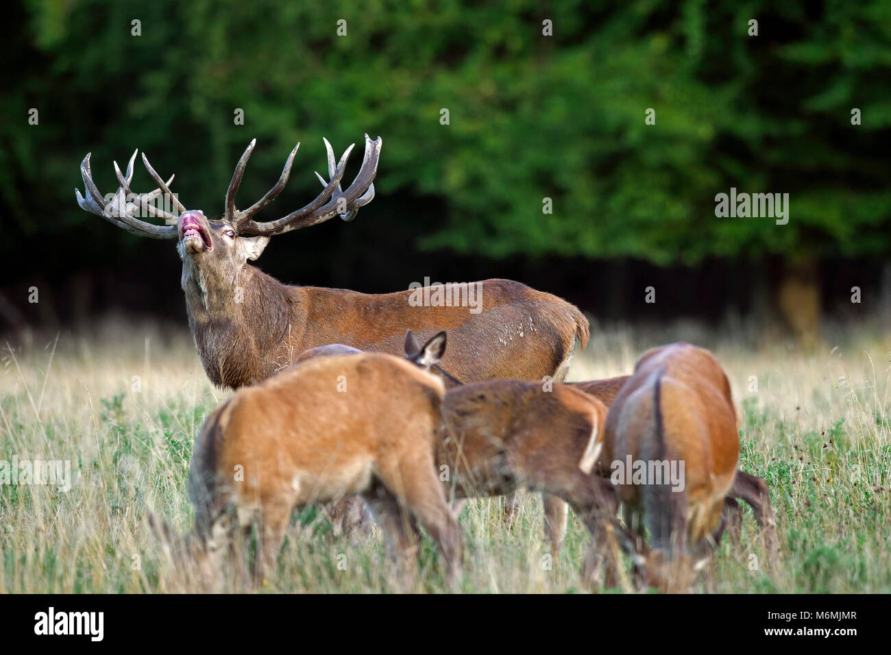 Red deer (Cervus elaphus) hinds and stag exhibiting the flehmen ...