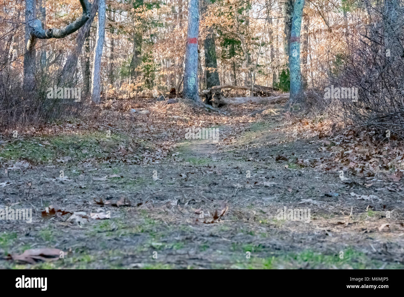 The Great Hill Trails in Bridgewater, Massachusetts Stock Photo - Alamy