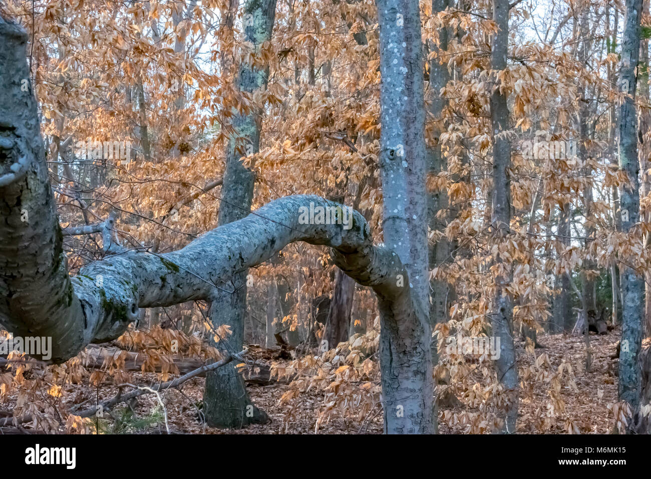 The Great Hill Trails in Bridgewater, Massachusetts Stock Photo - Alamy