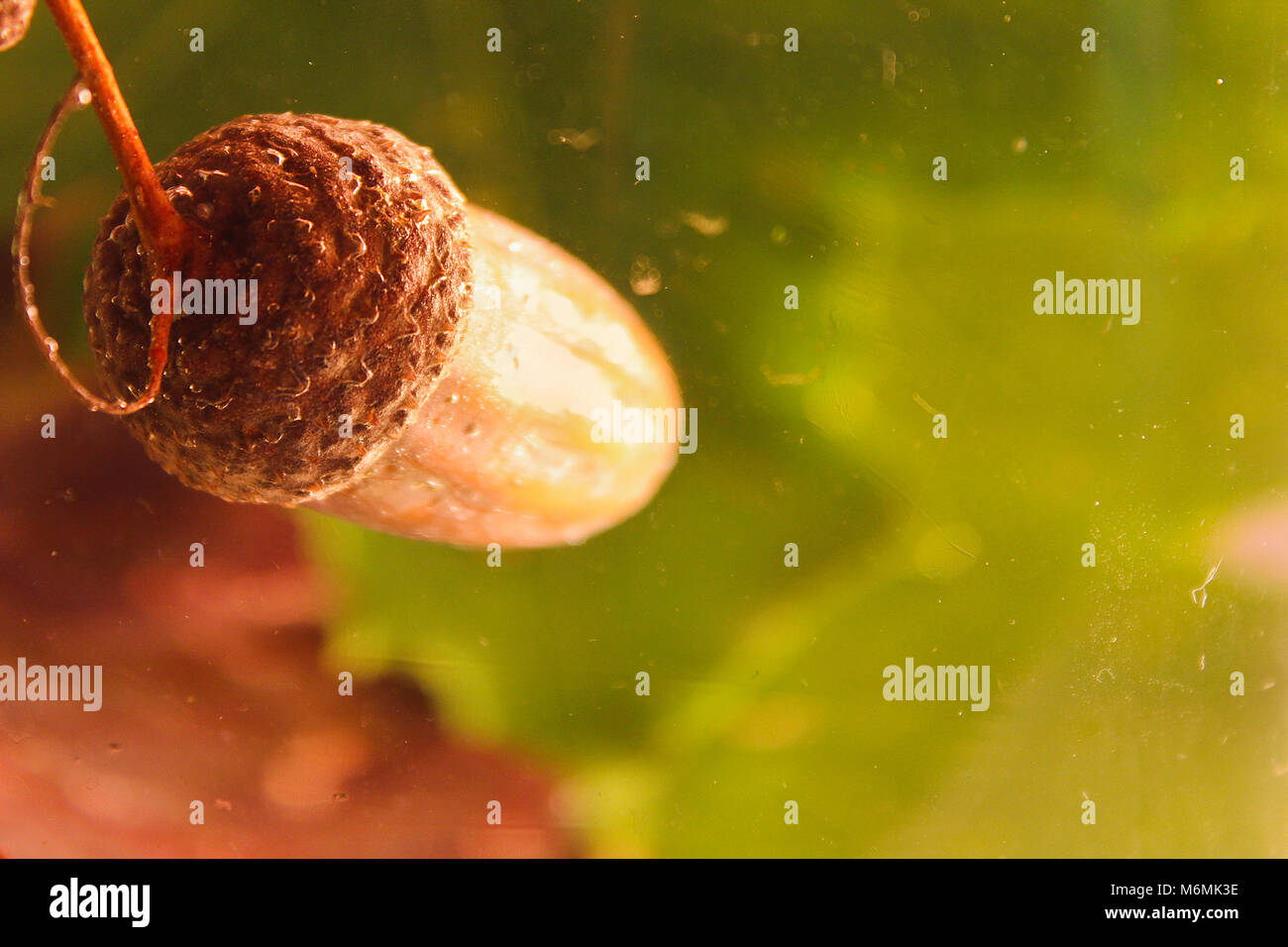 Dropped acorn hi-res stock photography and images - Alamy