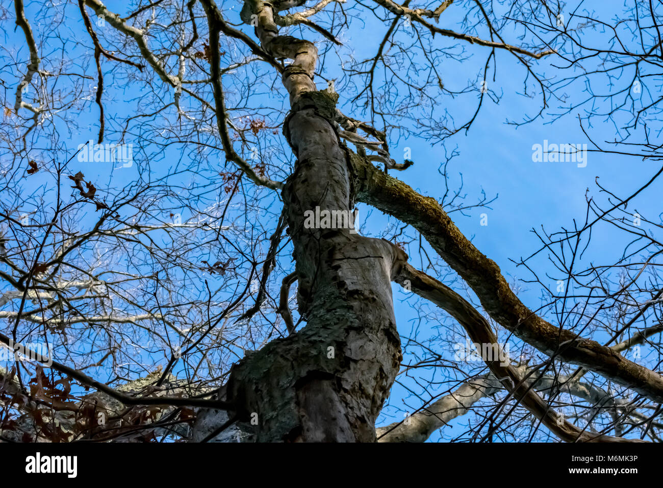 The Great Hill Trails in Bridgewater, Massachusetts Stock Photo - Alamy