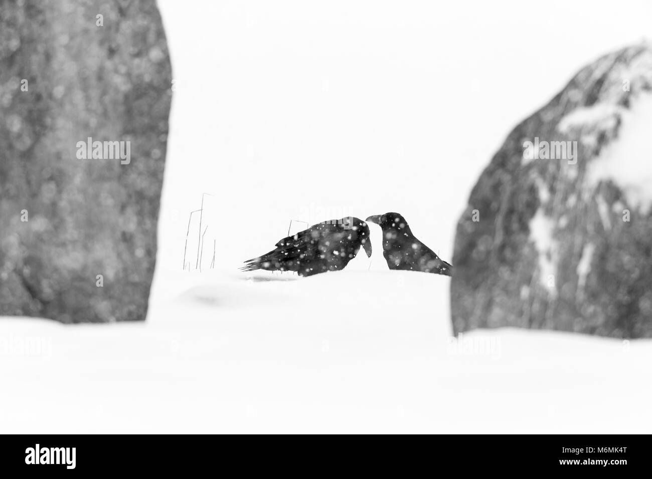 Common raven Corvus corax, foraging between rocks in the snow, Pikla ...