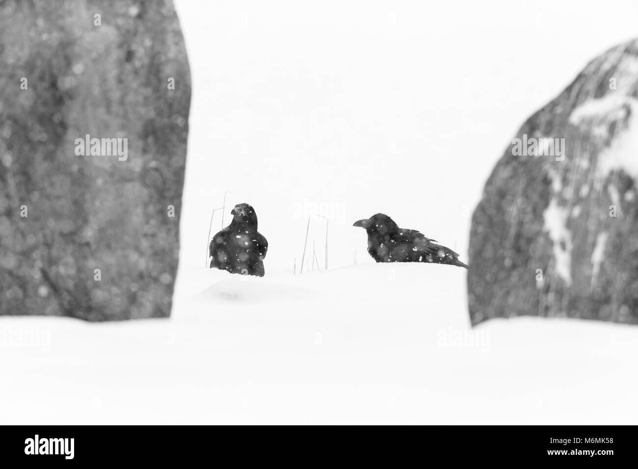 Common raven Corvus corax, foraging between rocks in the snow, Pikla ...
