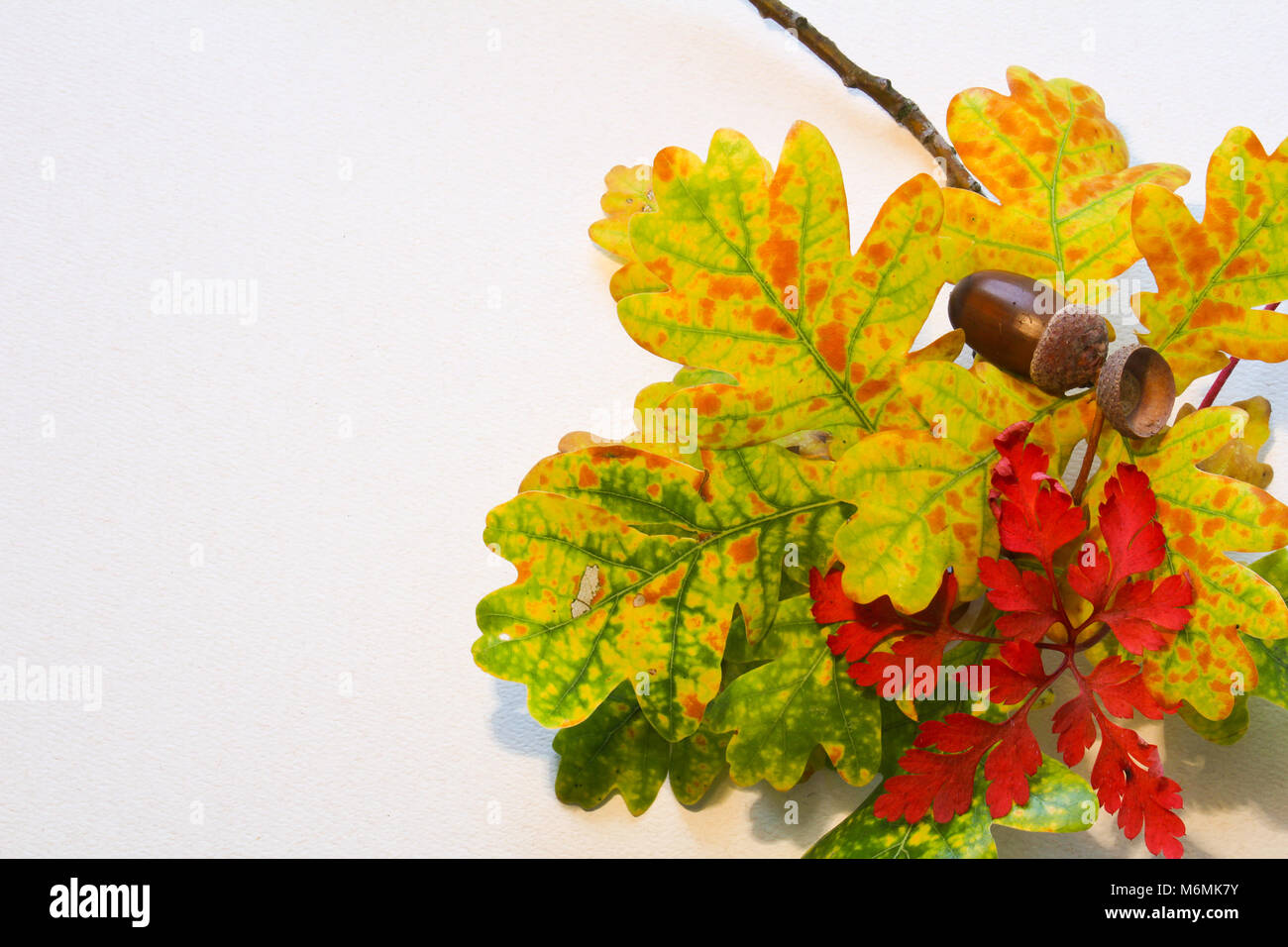 Colorful fall leaves with tree trunk and acorn on white background for ...