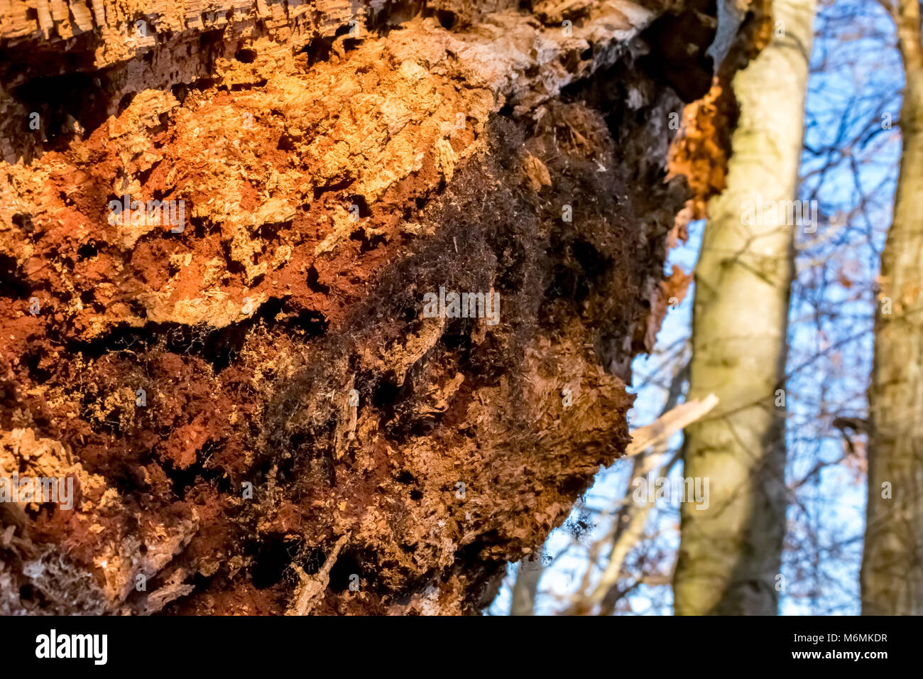 The Great Hill Trails in Bridgewater, Massachusetts Stock Photo - Alamy