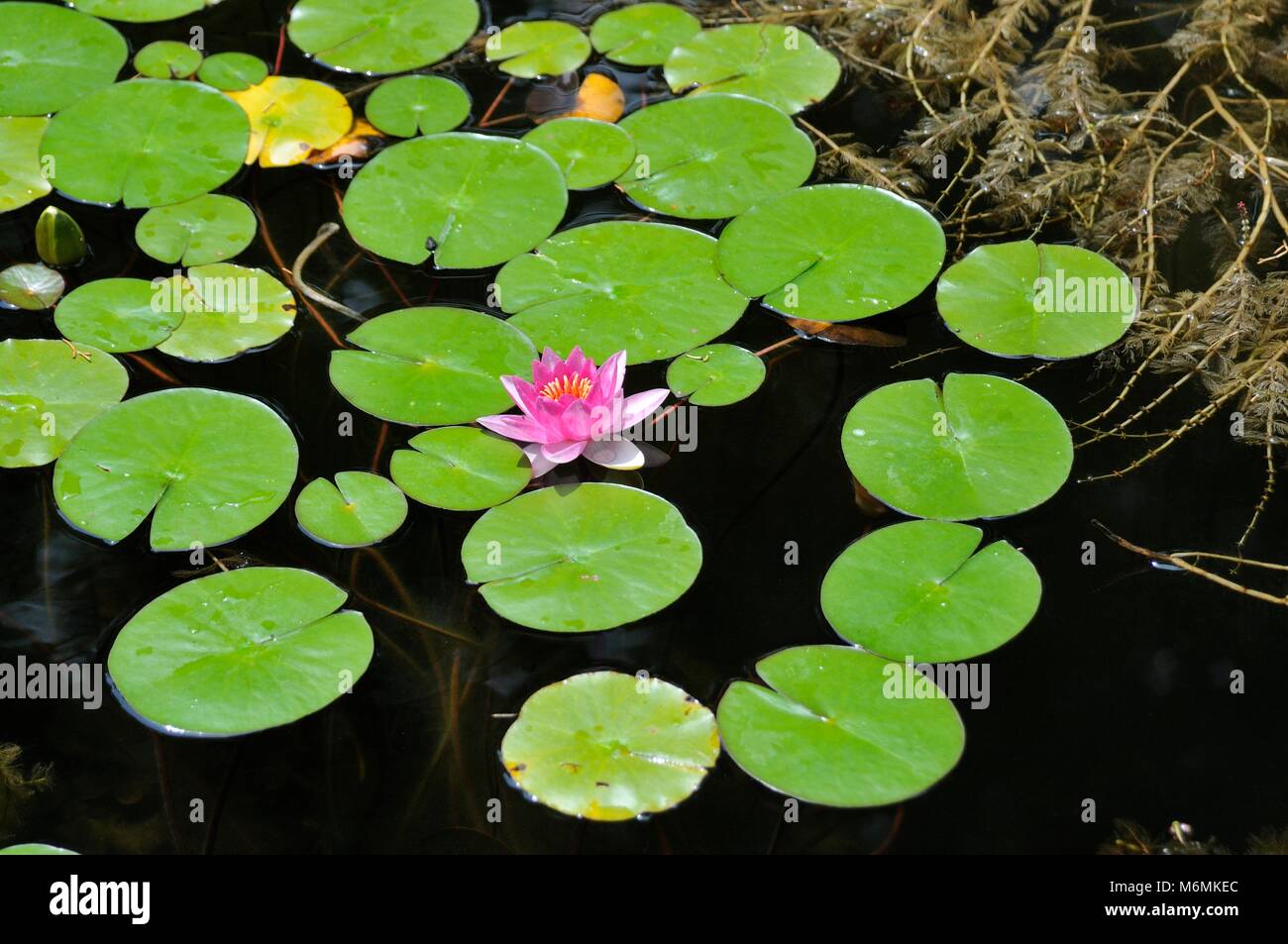 Lotus flower and round green leaves Stock Photo - Alamy