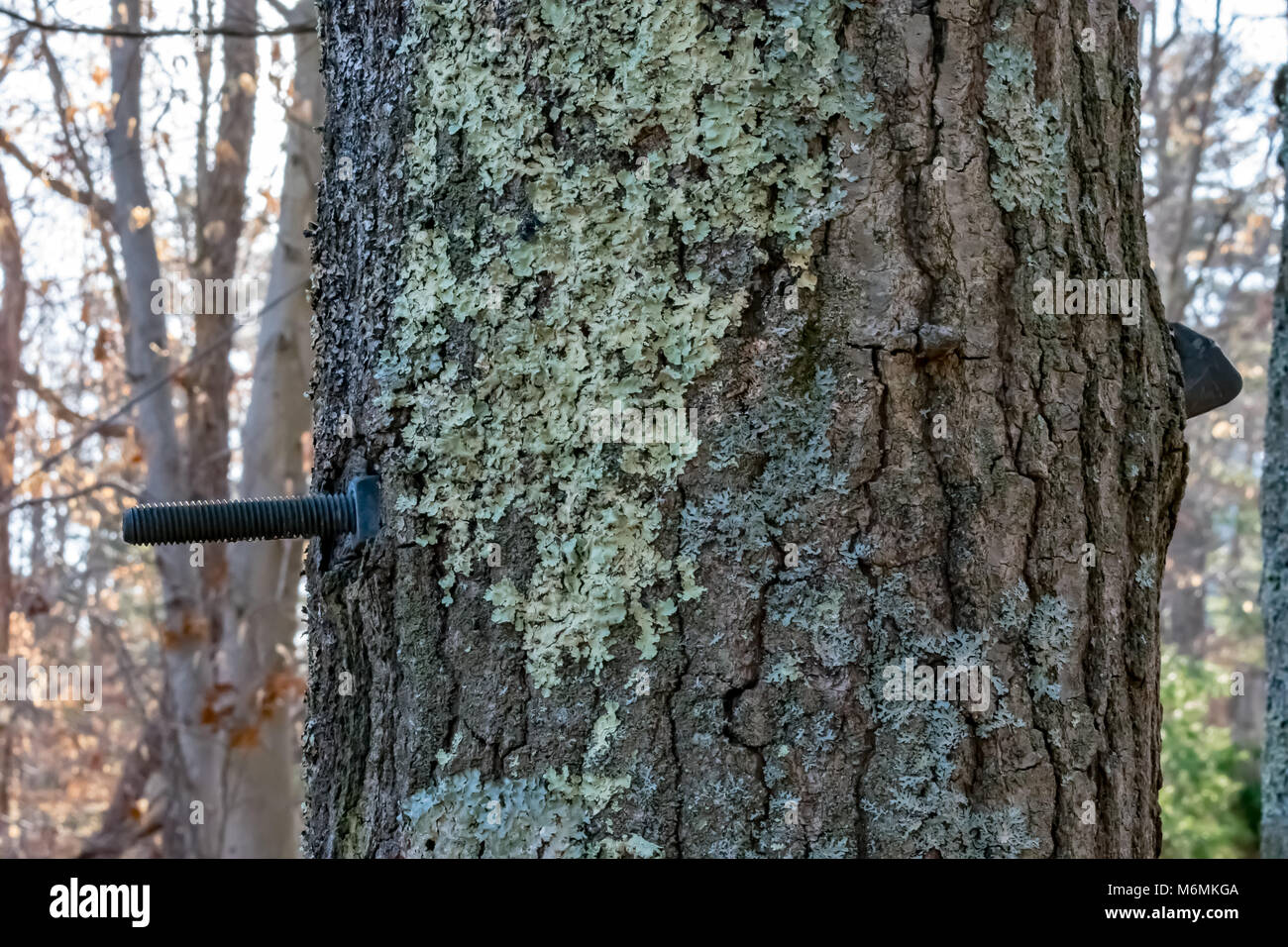 The Great Hill Trails in Bridgewater, Massachusetts Stock Photo - Alamy