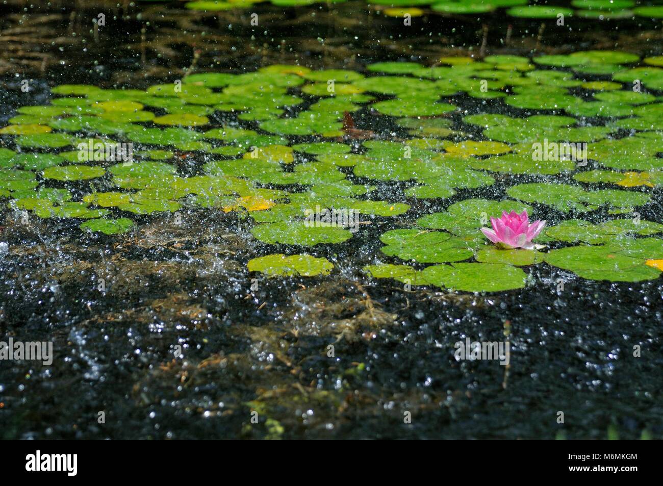 Lotus flower and round green leaves Stock Photo - Alamy