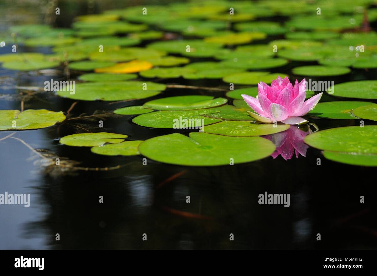 Lotus flower and round green leaves Stock Photo - Alamy