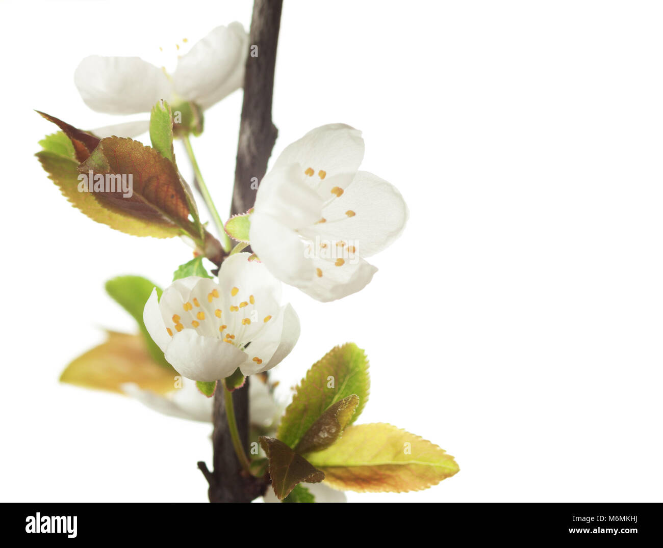 Fragment of branch in blossom isolated on white. Cherry Stock Photo - Alamy