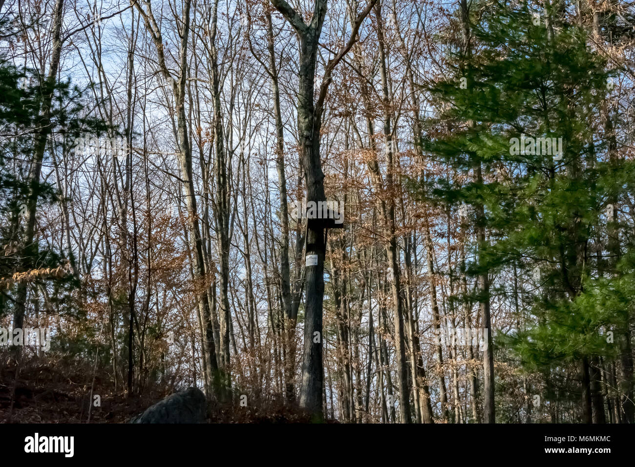 The Great Hill Trails in Bridgewater, Massachusetts Stock Photo - Alamy