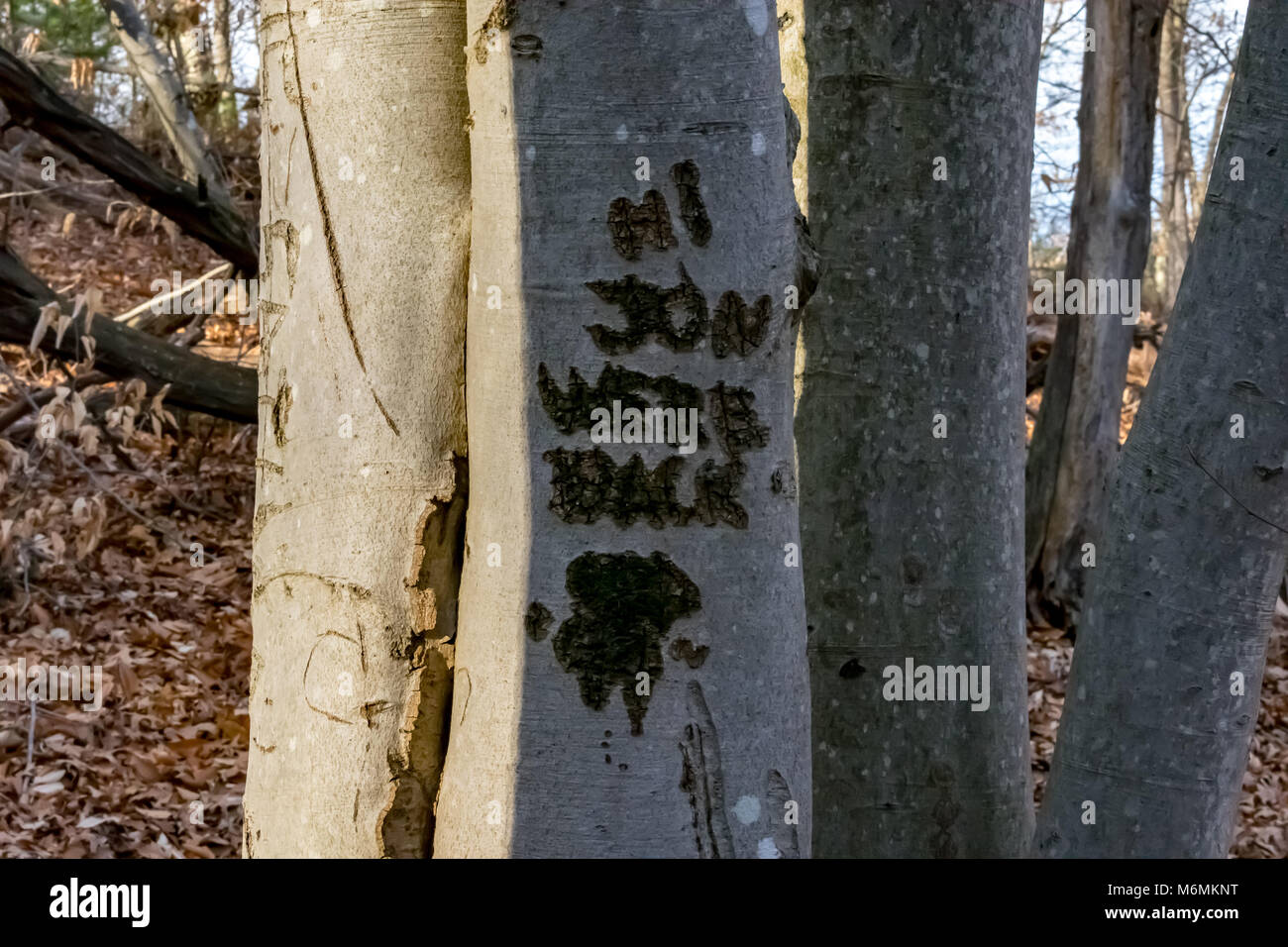 The Great Hill Trails in Bridgewater, Massachusetts Stock Photo - Alamy