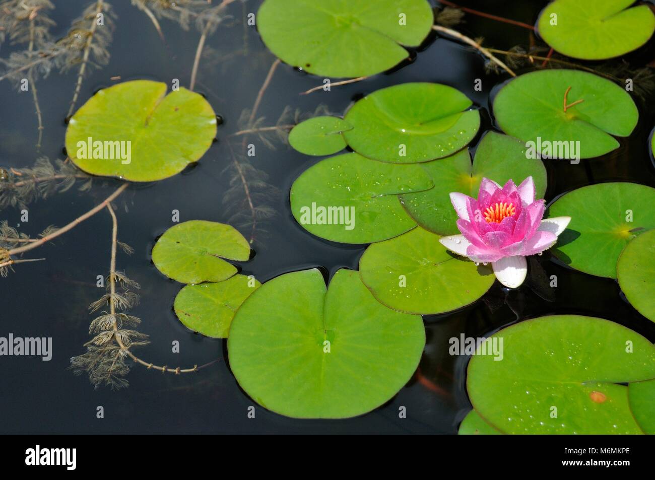 Lotus flower and round green leaves Stock Photo - Alamy