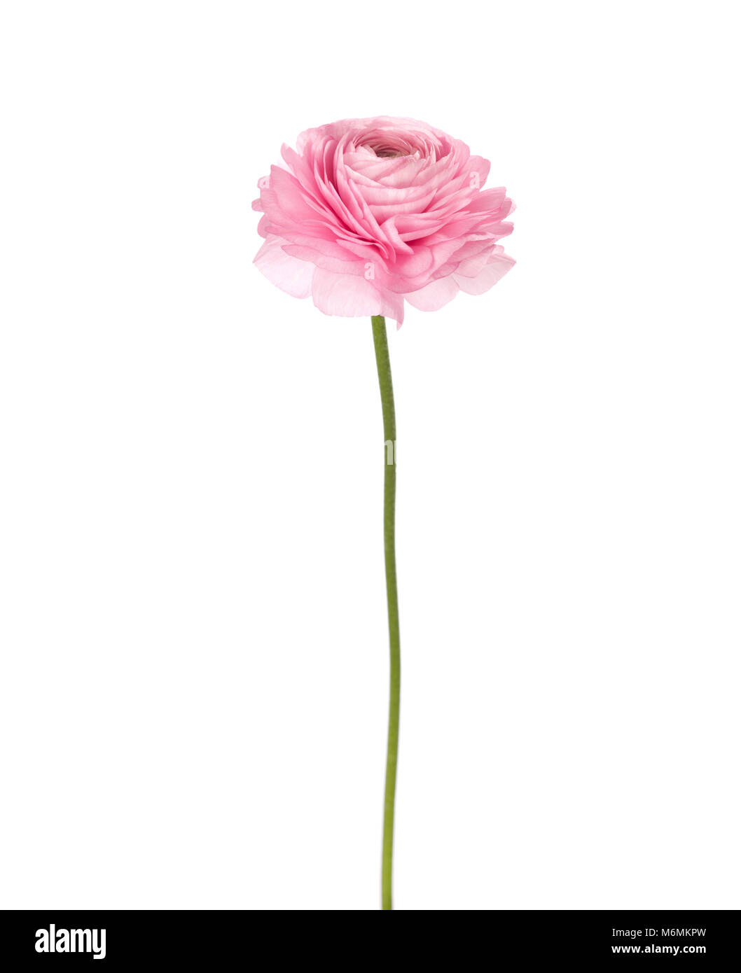Light pink flowers isolated on white. Ranunculus Stock Photo - Alamy