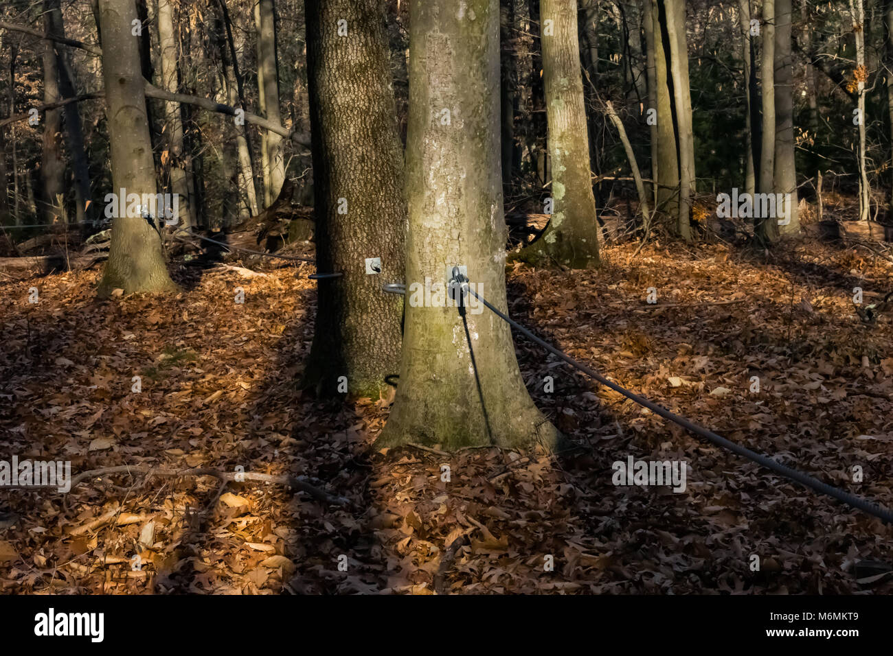 The Great Hill Trails in Bridgewater, Massachusetts Stock Photo - Alamy